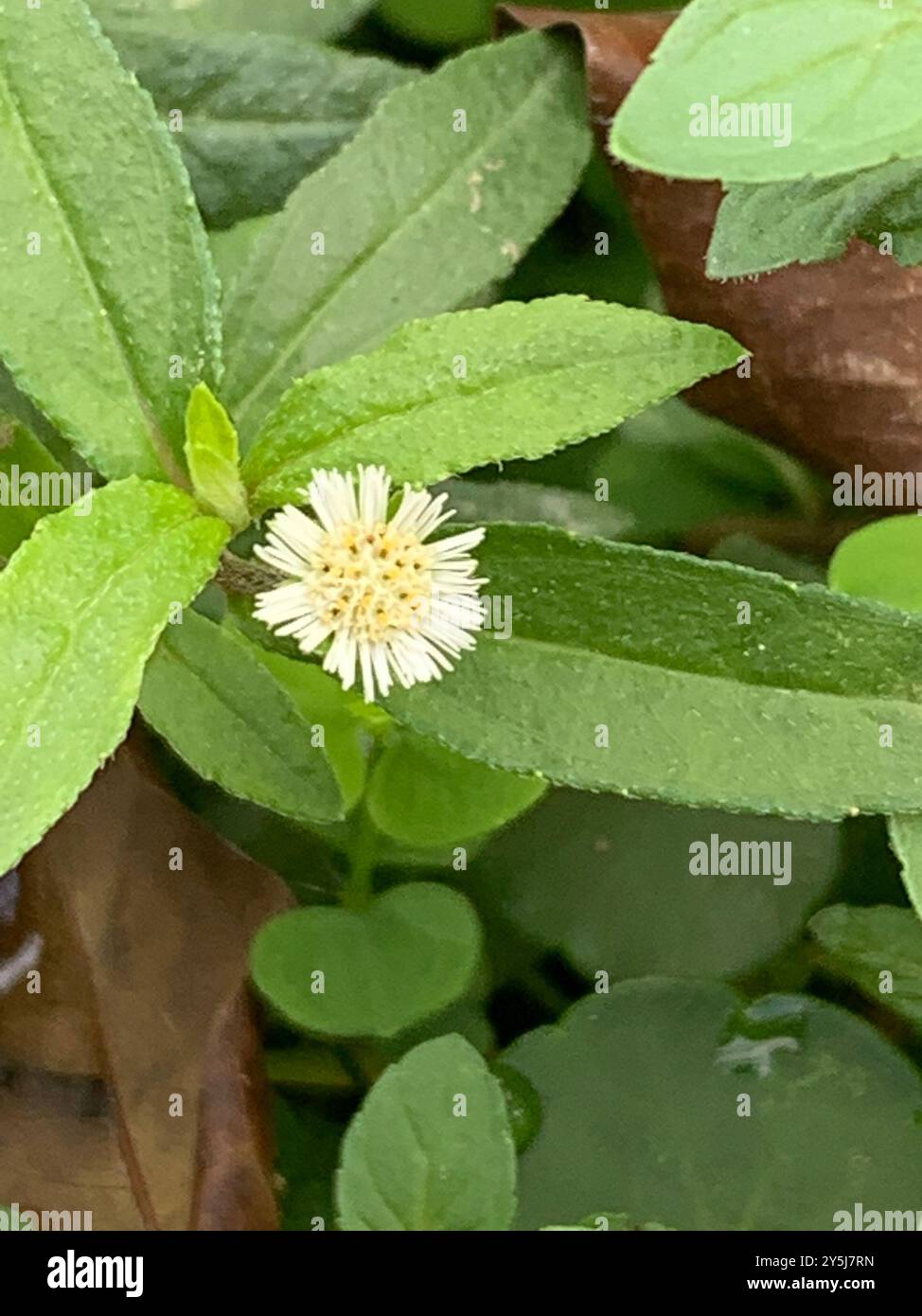 false daisy (Eclipta prostrata) Plantae Stock Photo - Alamy