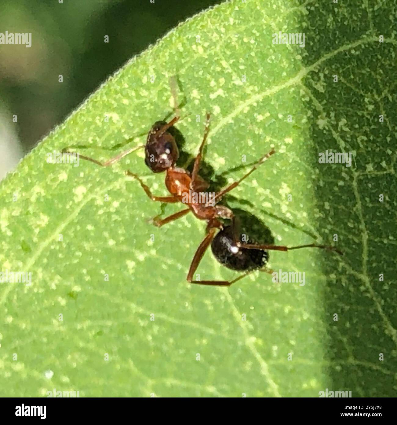 Wood, Mound, and Field Ants (Formica) Insecta Stock Photo - Alamy