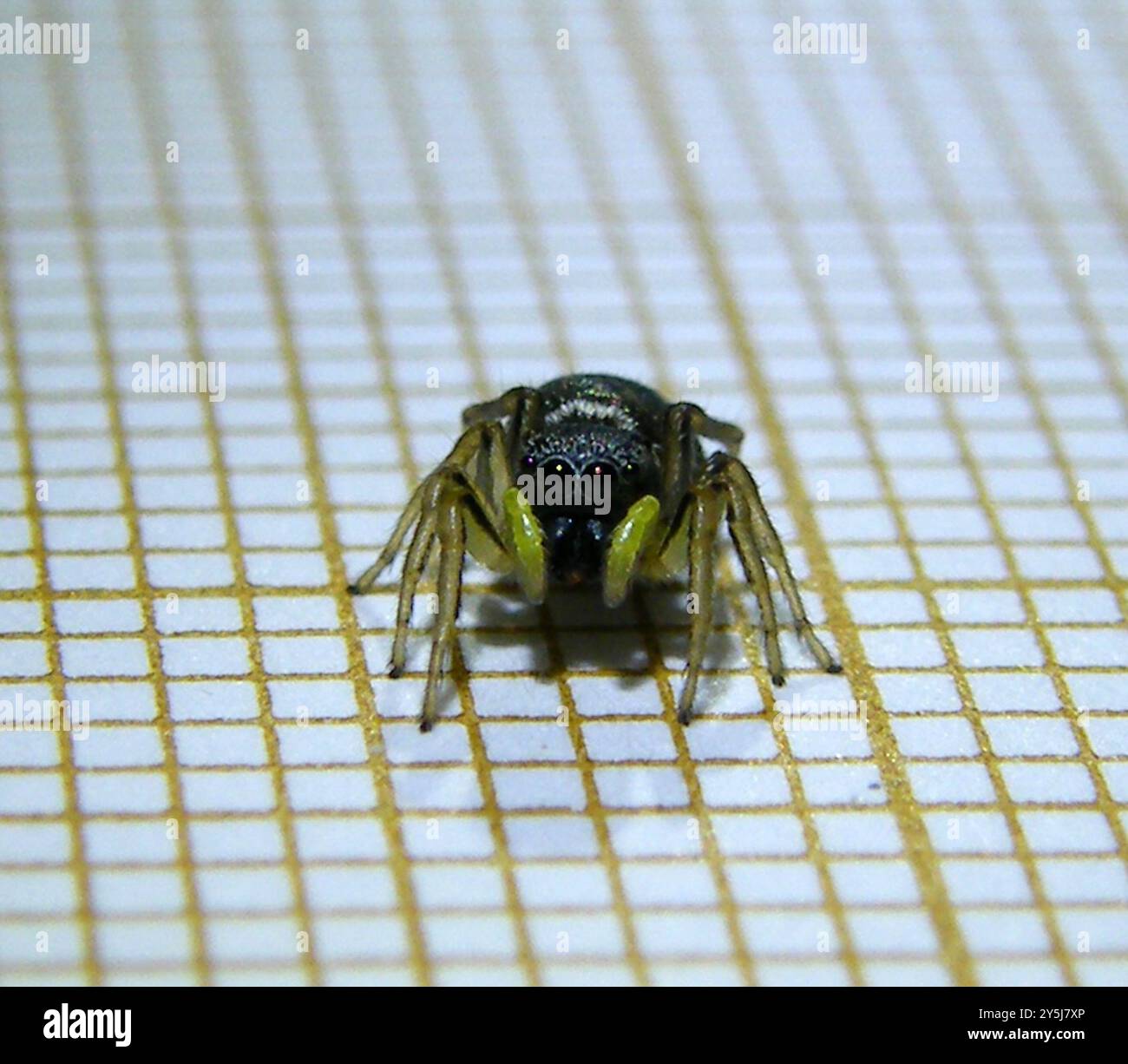 Copper Sun Jumper (Heliophanus cupreus) Arachnida Stock Photo - Alamy