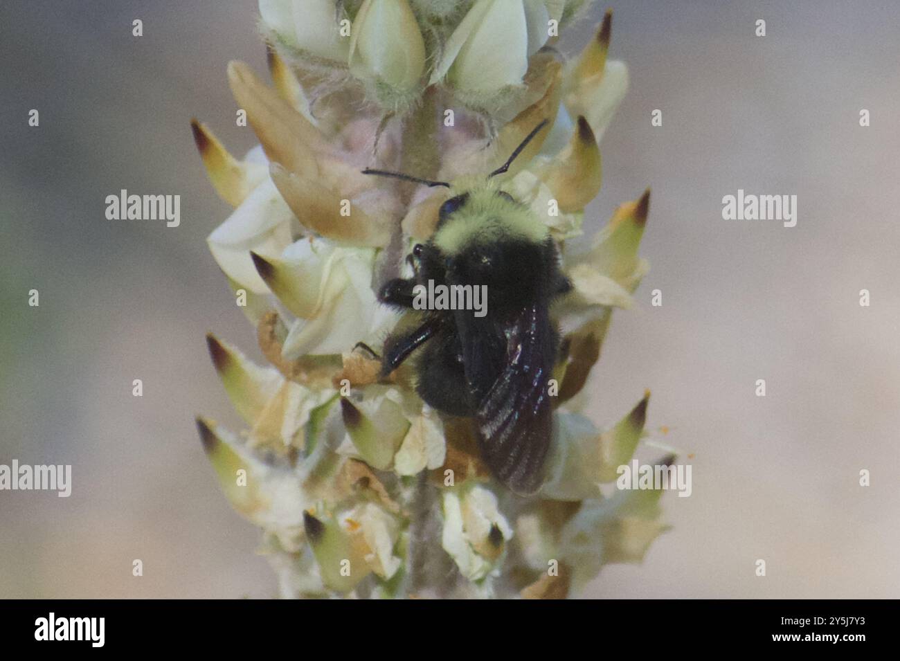 Yellow-faced Bumble Bee (Bombus vosnesenskii) Insecta Stock Photo - Alamy