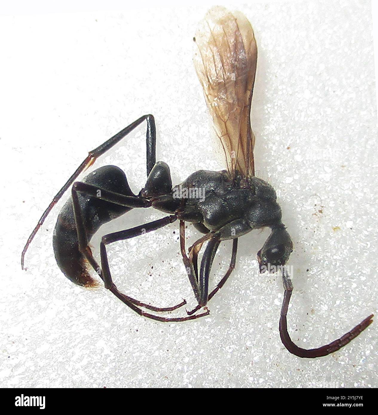 Matabele ant hi-res stock photography and images - Alamy