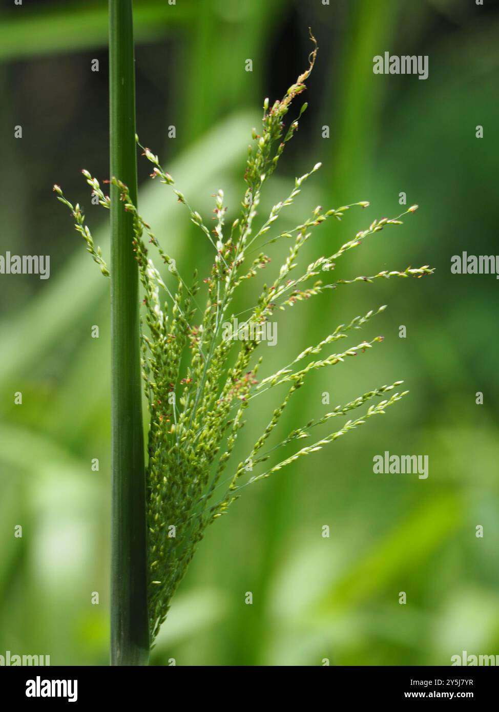 guinea grass (Megathyrsus maximus) Plantae Stock Photo - Alamy