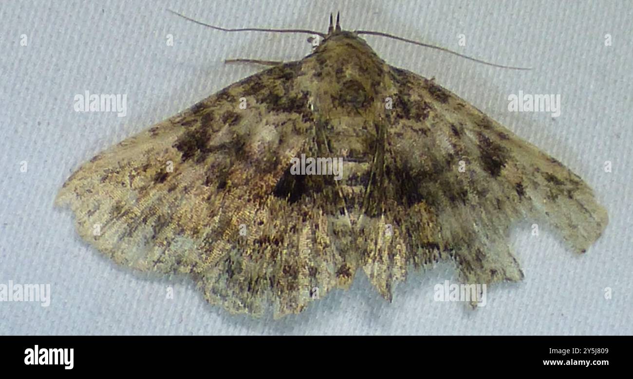 Common Fungus Moth (Metalectra discalis) Insecta Stock Photo - Alamy