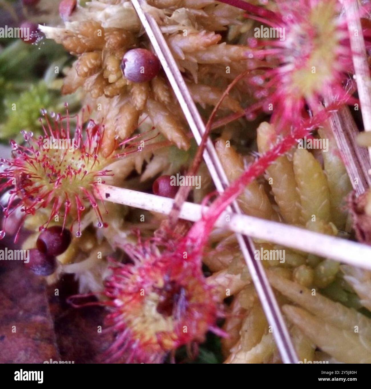 round-leaved sundew (Drosera rotundifolia) Plantae Stock Photo - Alamy