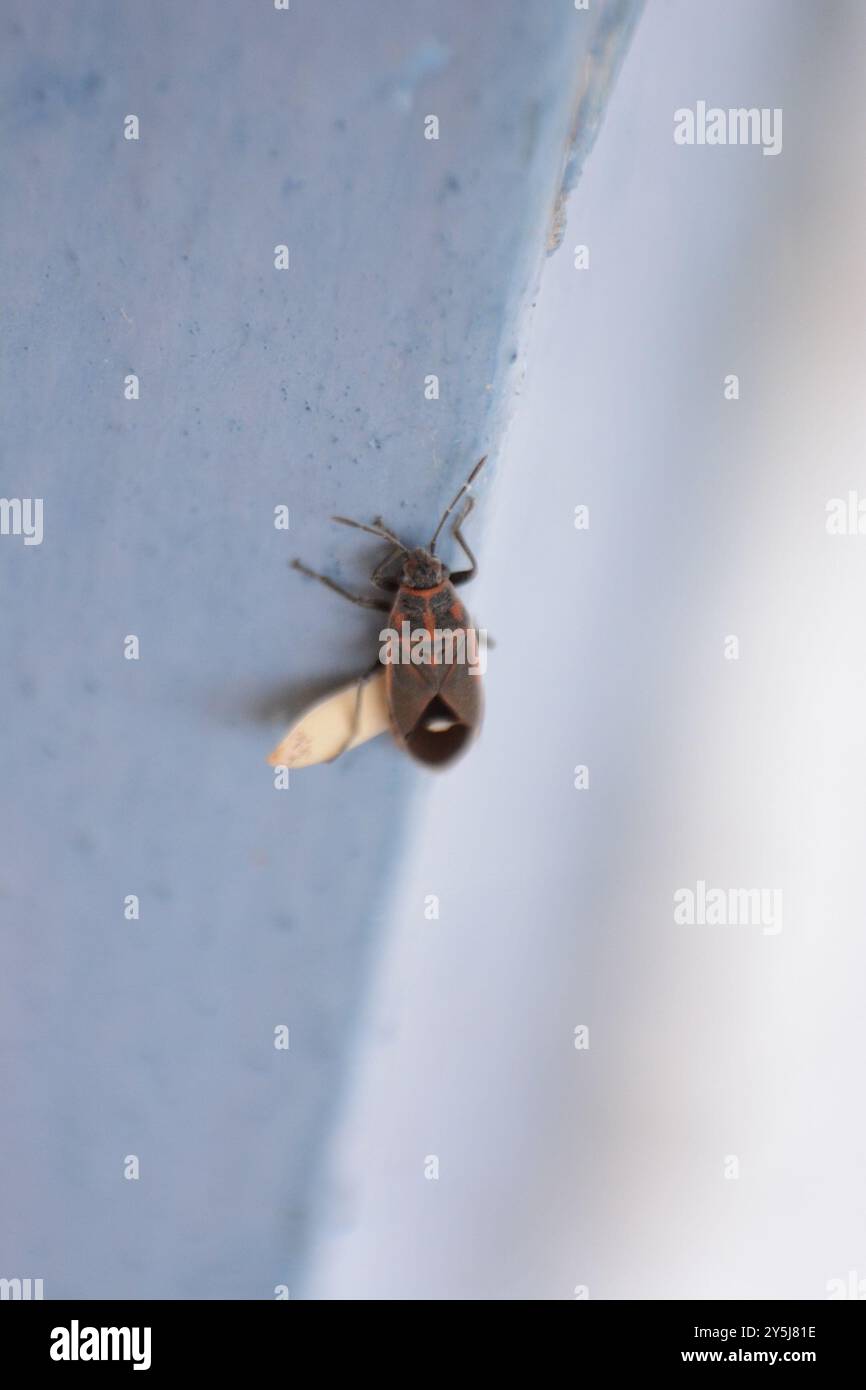 (Aspilocoryphus fasciativentris) Insecta Stock Photo - Alamy