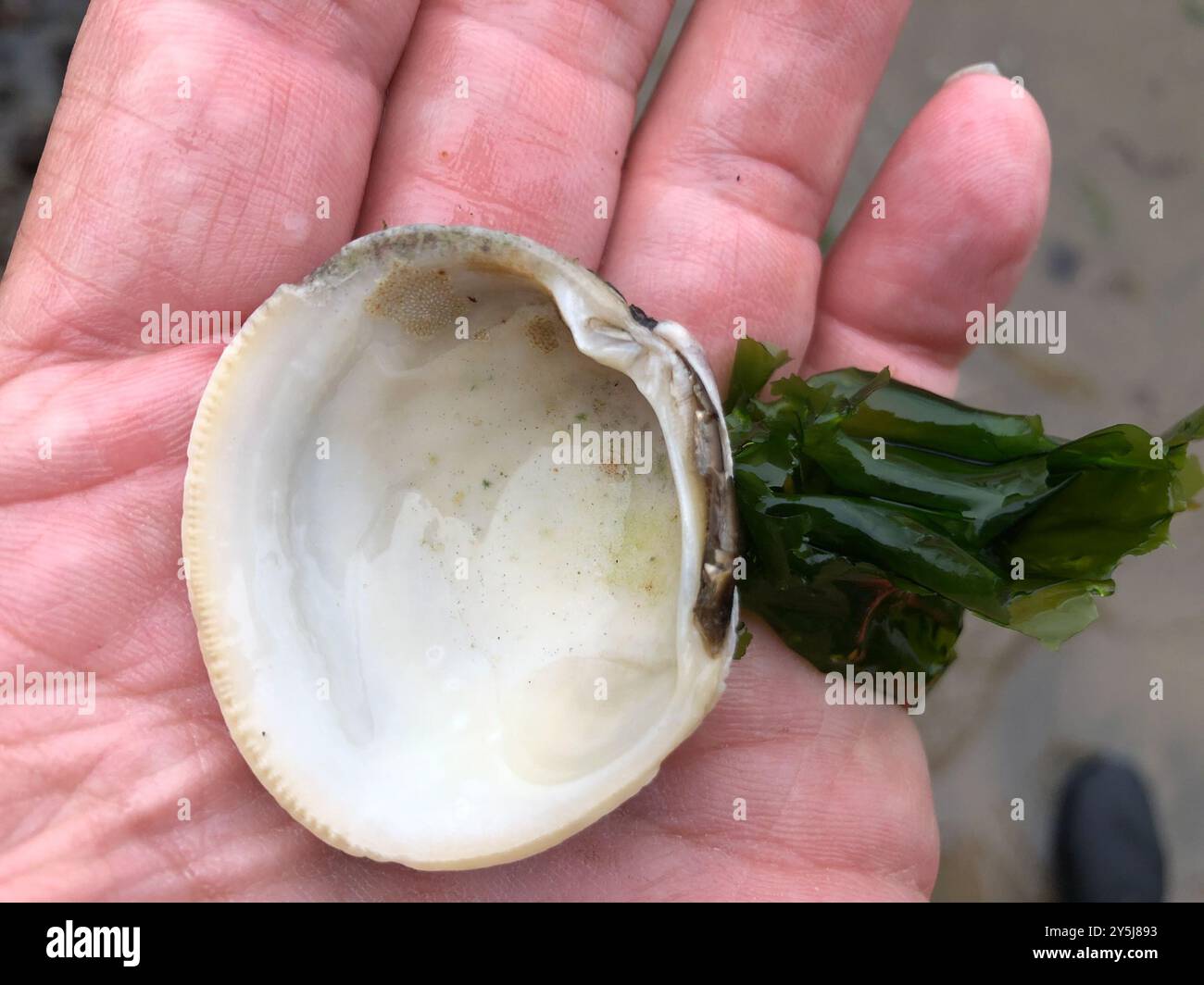 Pacific Littleneck Clam (Leukoma staminea) Mollusca Stock Photo - Alamy