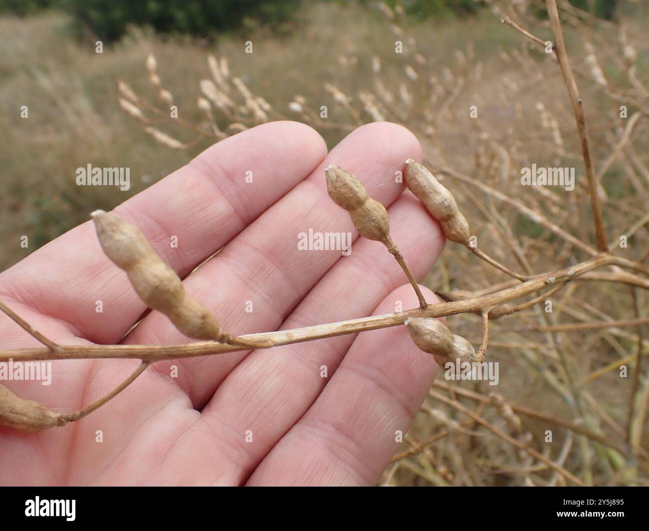 Mediterranean Radish (Raphanus raphanistrum landra) Plantae Stock Photo ...