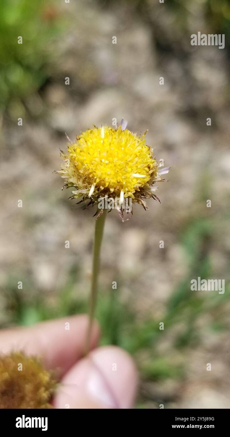 Subalpine Fleabane (Erigeron glacialis) Plantae Stock Photo - Alamy