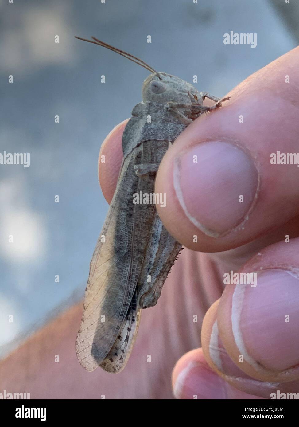 Carolina Grasshopper (Dissosteira carolina) Insecta Stock Photo - Alamy
