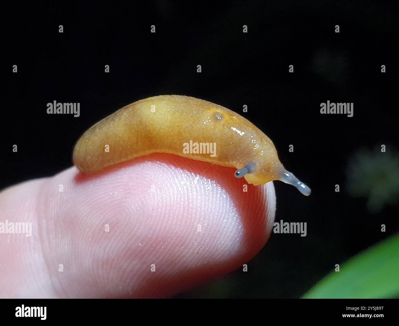 Leaf-veined Slugs (Athoracophoridae) Mollusca Stock Photo - Alamy