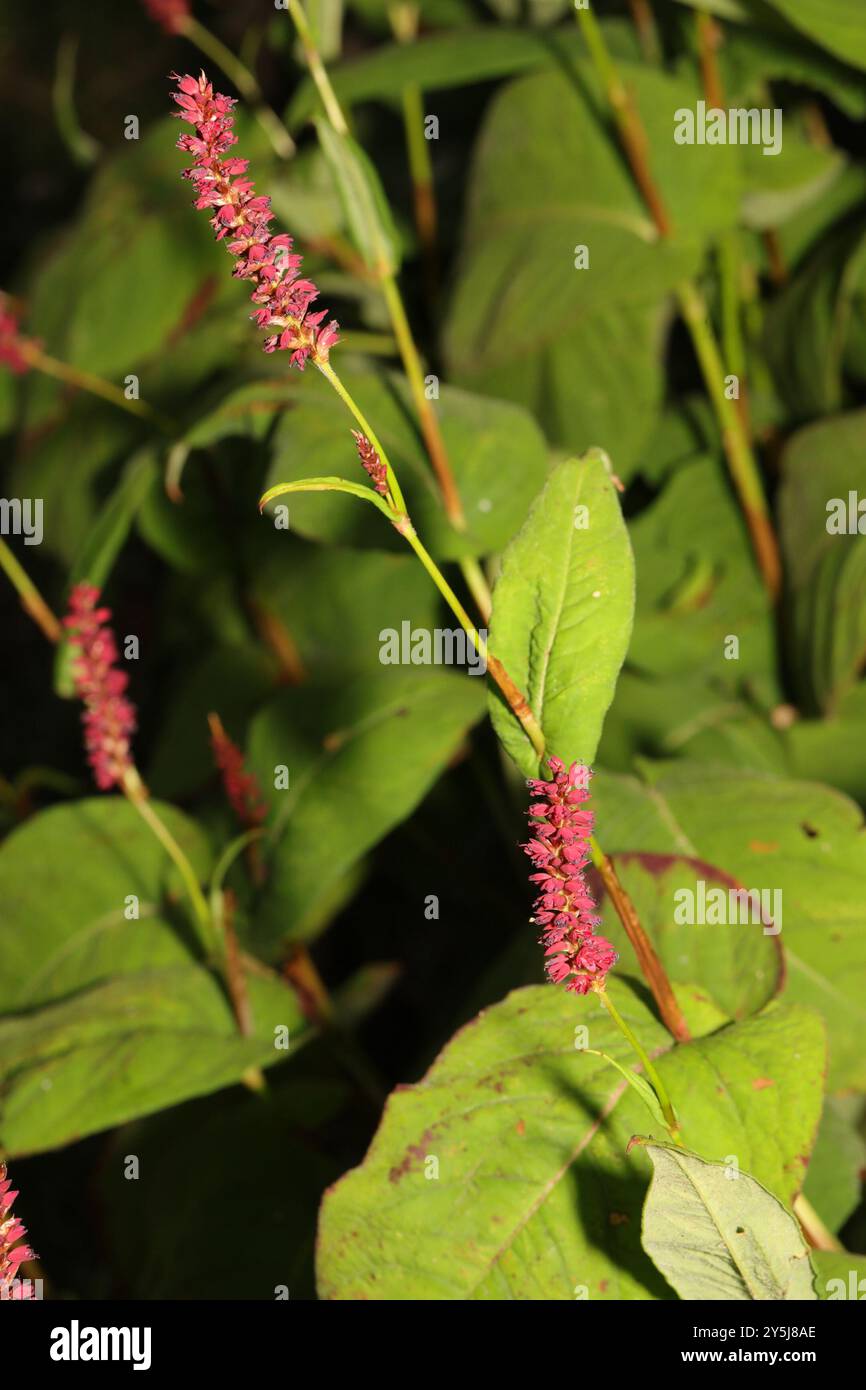 red bistort (Bistorta amplexicaulis) Plantae Stock Photo - Alamy