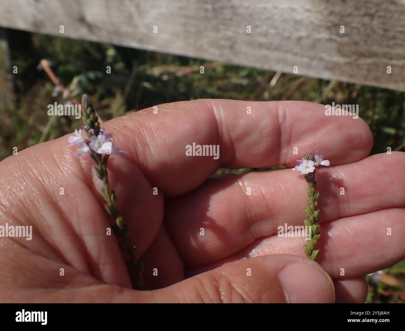 Common vervain (Verbena officinalis) Plantae Stock Photo - Alamy