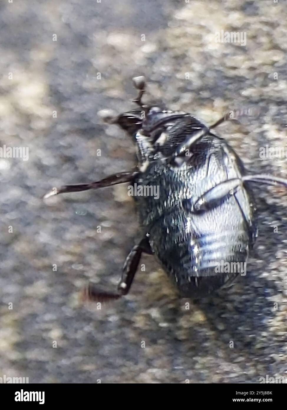 Hister Beetles (Histeridae) Insecta Stock Photo - Alamy