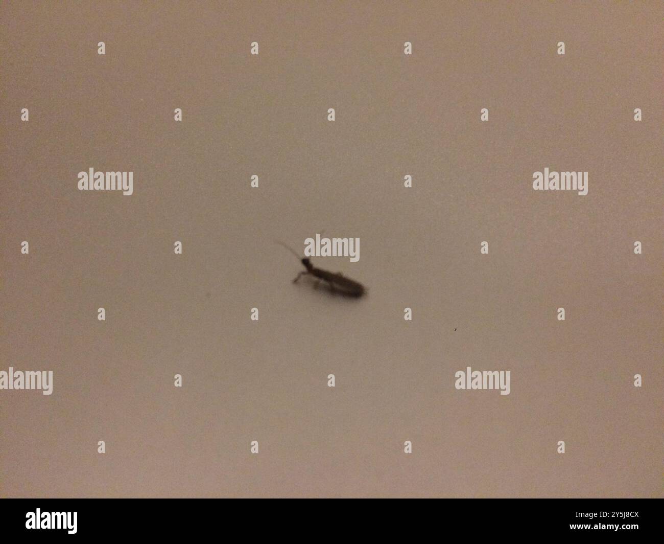 Webspinners (Embioptera) Insecta Stock Photo - Alamy