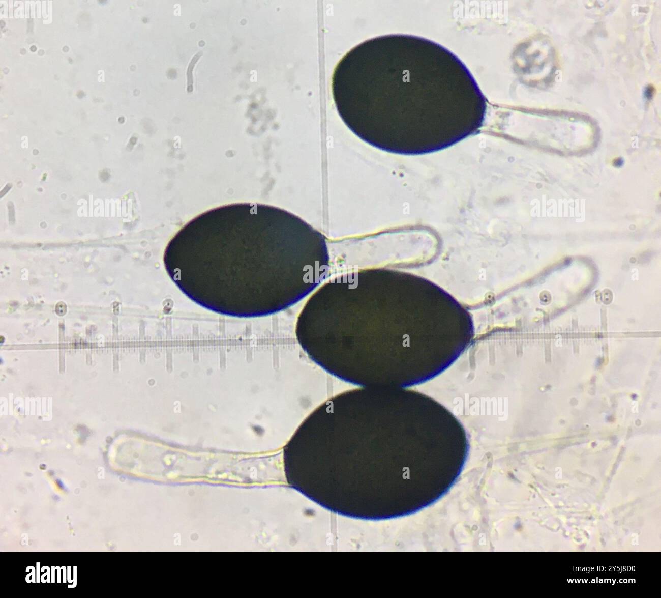 (Podospora pyriformis) Fungi Stock Photo - Alamy