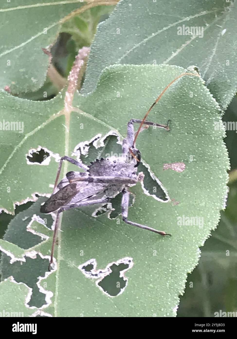 North American Wheel Bug (Arilus cristatus) Insecta Stock Photo - Alamy