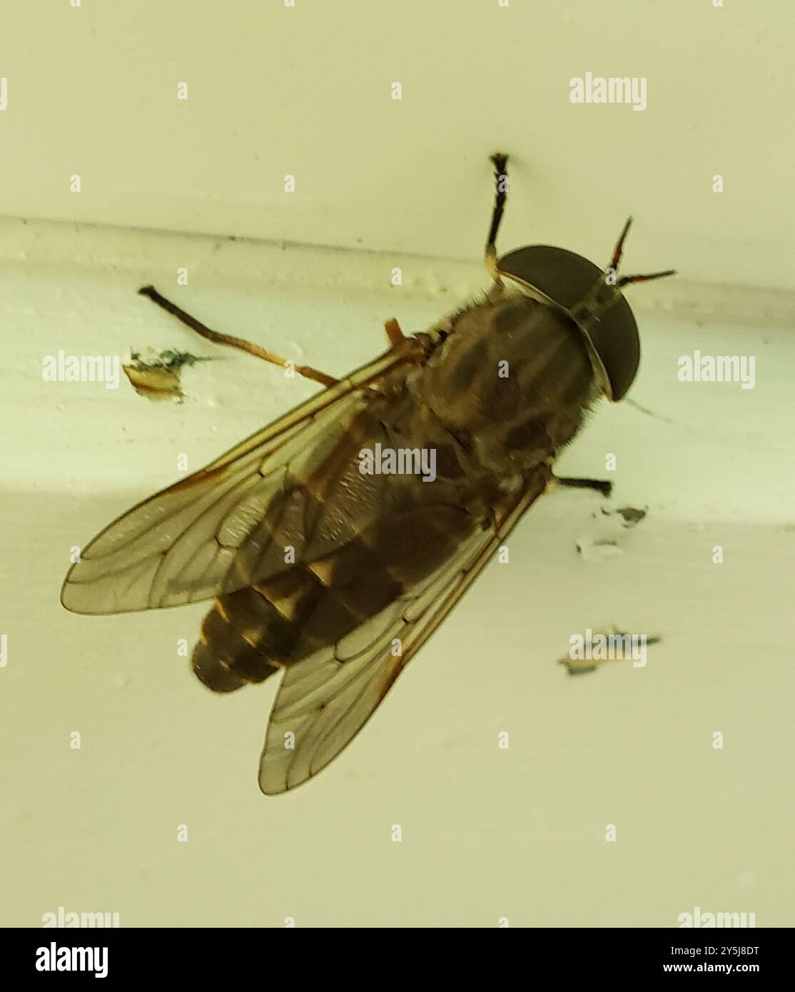 True Horse Flies (Tabanus) Insecta Stock Photo - Alamy