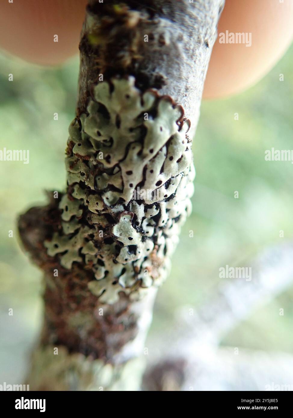 Tree Flute Lichen (Menegazzia subsimilis) Fungi Stock Photo - Alamy