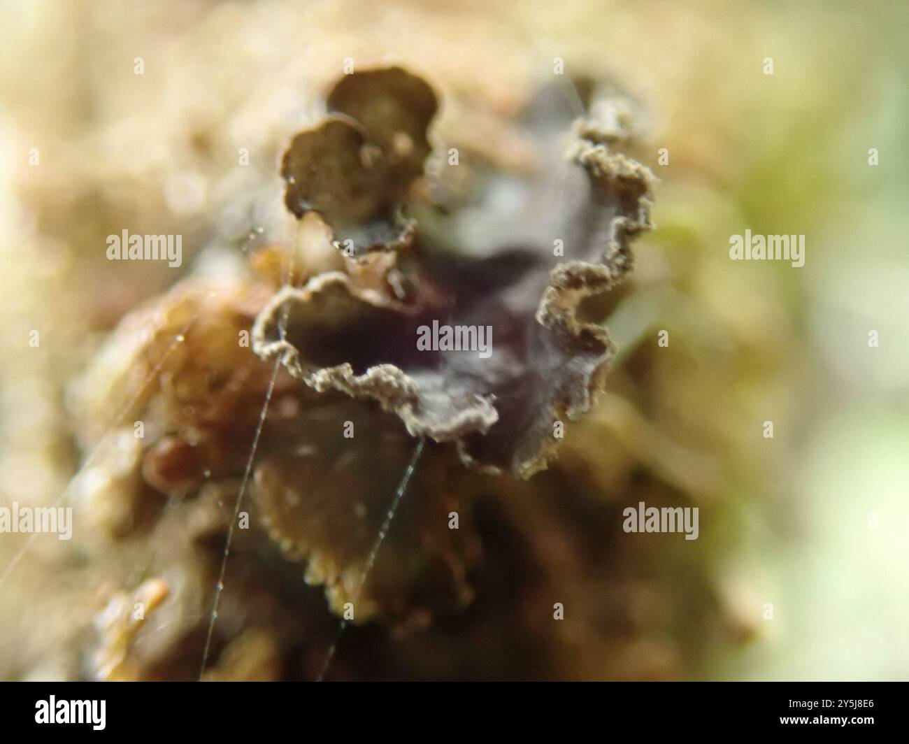 Powdered Moon Lichen (Sticta limbata) Fungi Stock Photo - Alamy