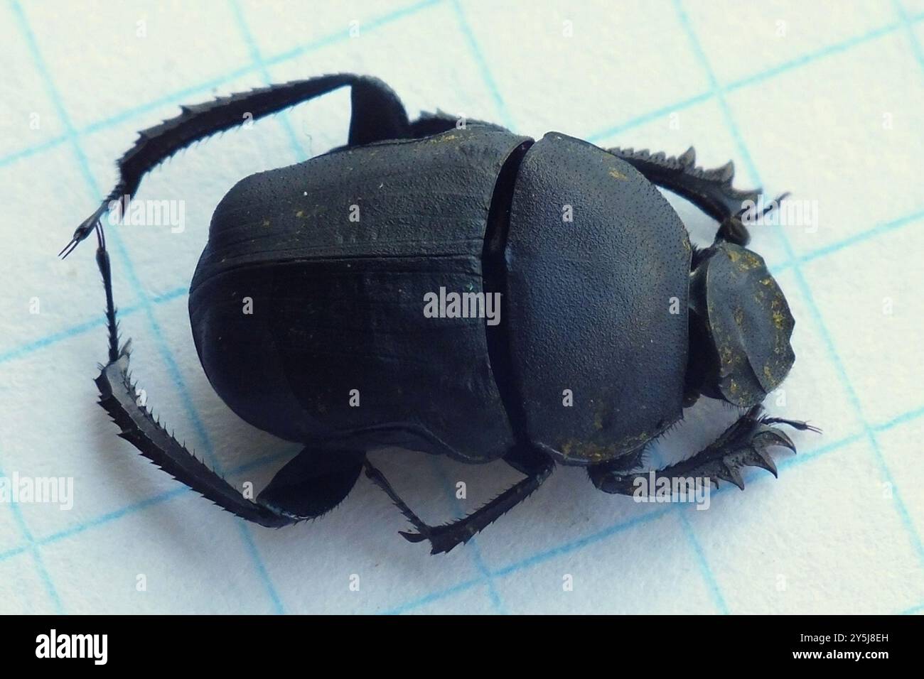 Gymnopleurus mopsus hi-res stock photography and images - Alamy