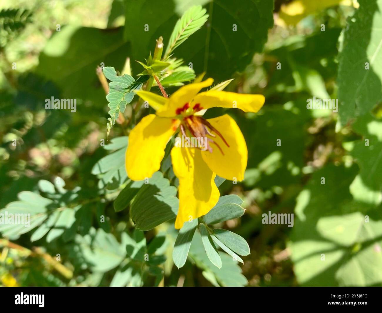 sensitive and partridge peas (Chamaecrista) Plantae Stock Photo - Alamy