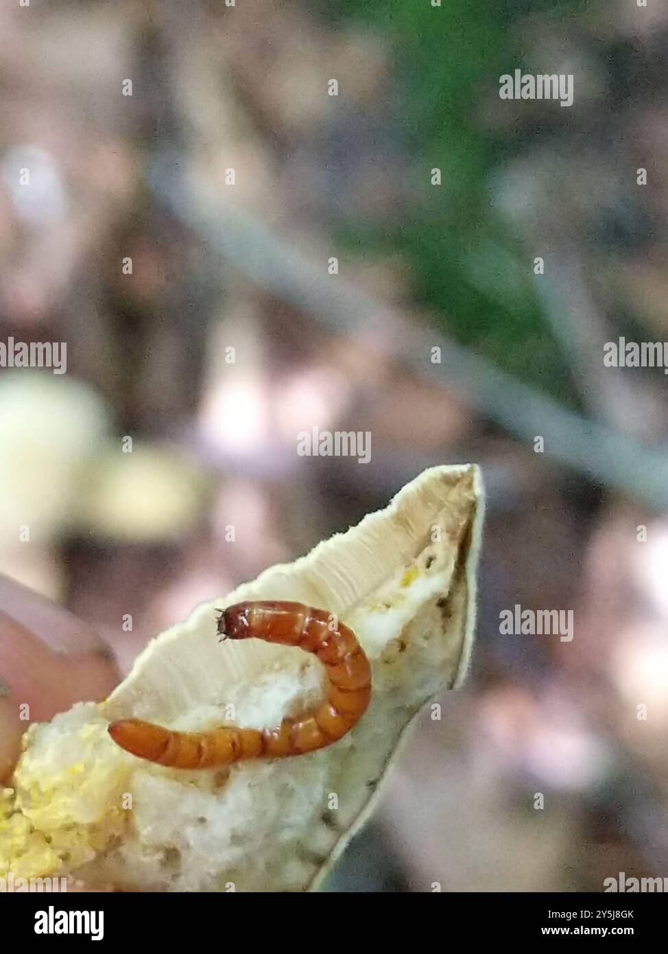 Winged and Once-winged Insects (Pterygota) Insecta Stock Photo - Alamy