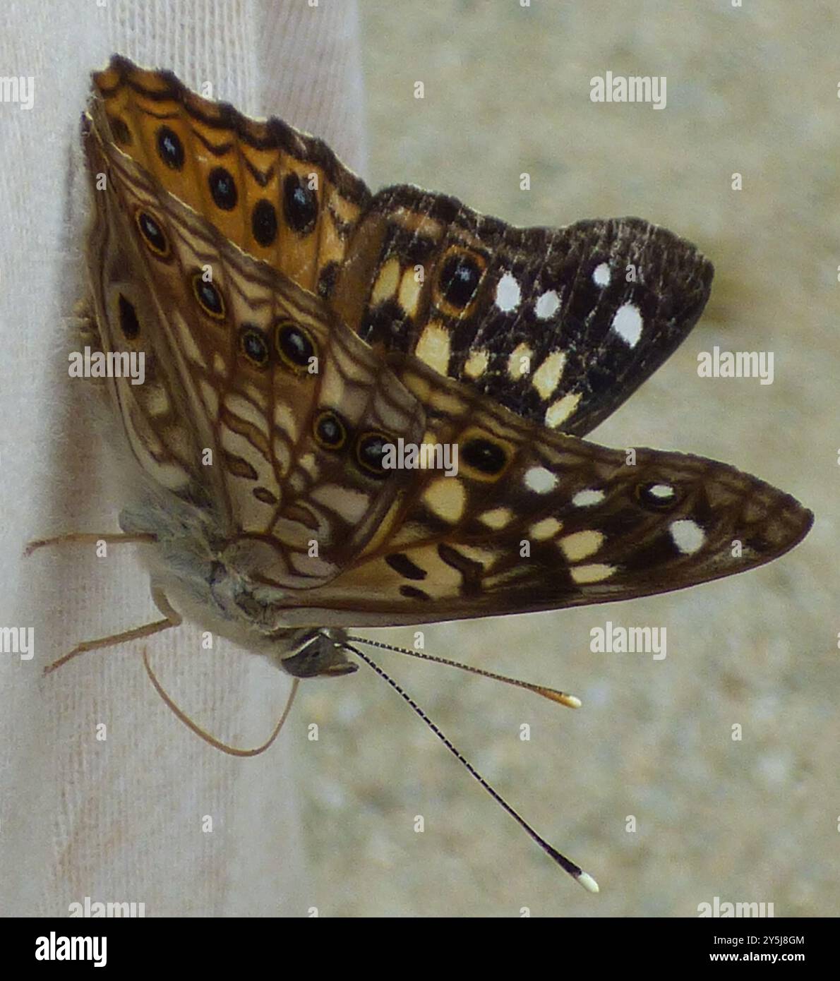 Hackberry Emperor (Asterocampa celtis) Insecta Stock Photo - Alamy
