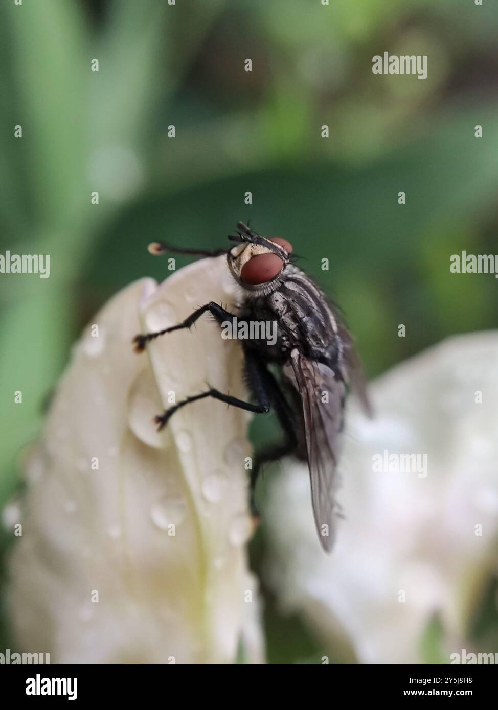 Common Flesh Flies (Sarcophaga) Insecta Stock Photo - Alamy