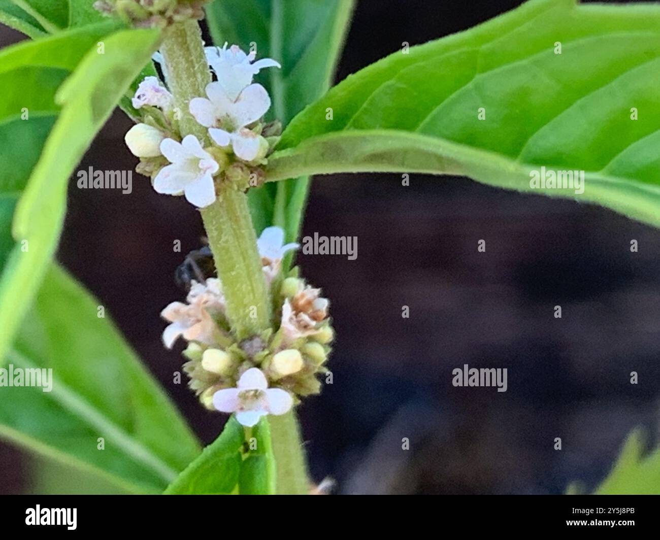 northern bugleweed (Lycopus uniflorus) Plantae Stock Photo - Alamy
