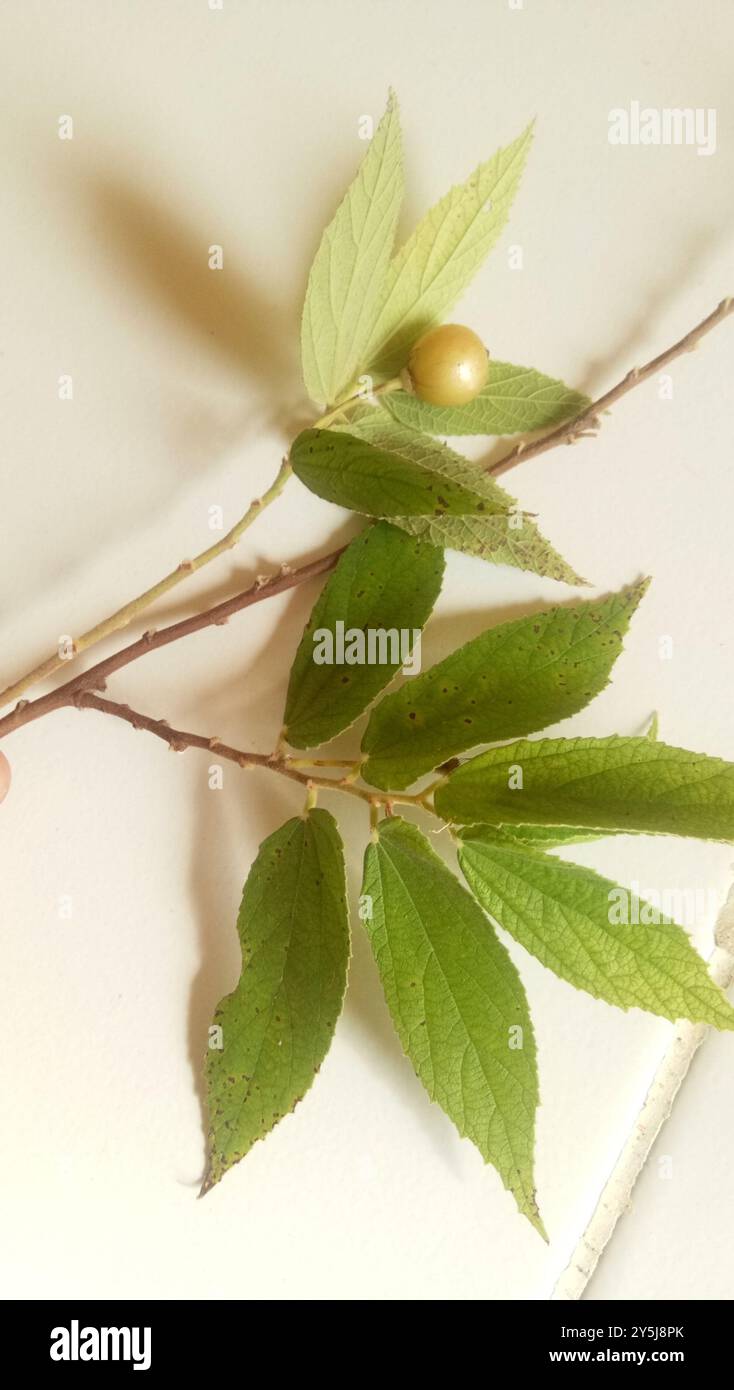 calabur tree (Muntingia calabura) Plantae Stock Photo - Alamy