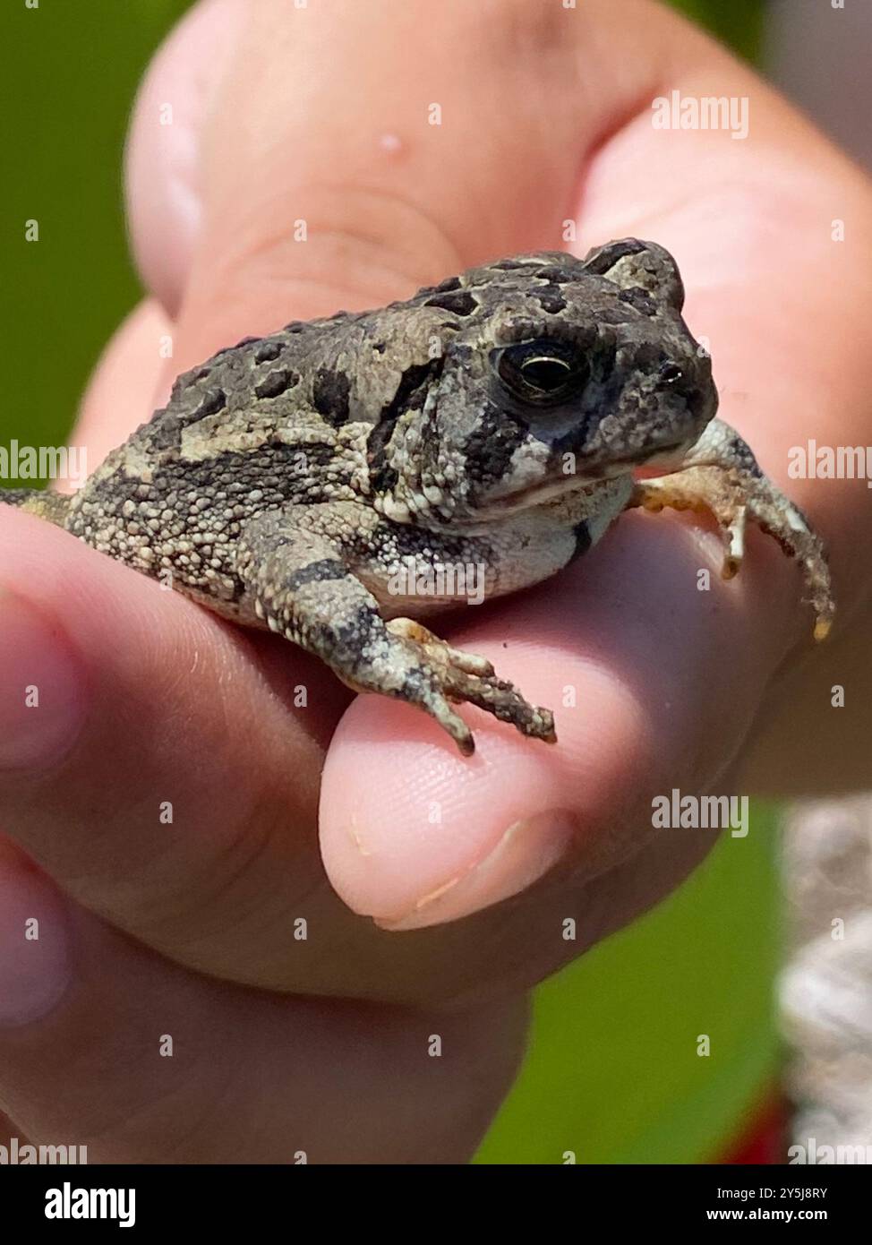 Fowler's Toad (Anaxyrus fowleri) Amphibia Stock Photo - Alamy