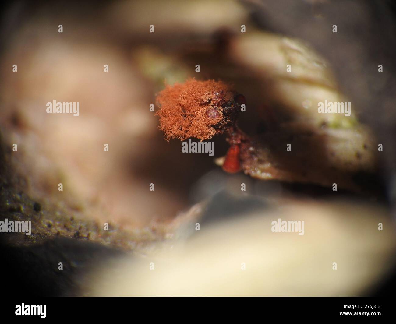 Wasp's Nest Slime Mold (Metatrichia vesparia) Protozoa Stock Photo - Alamy