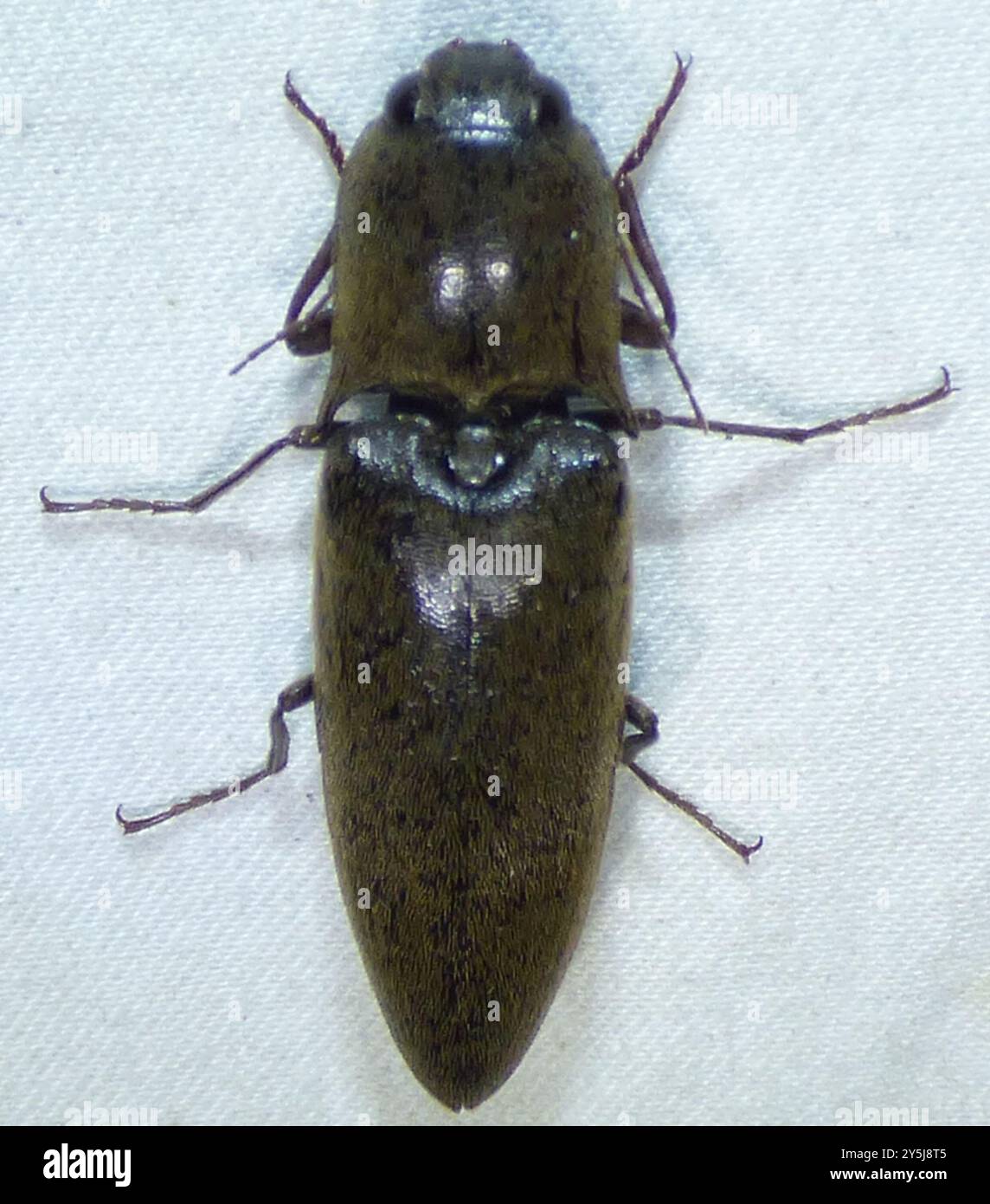 (Orthostethus infuscatus) Insecta Stock Photo - Alamy