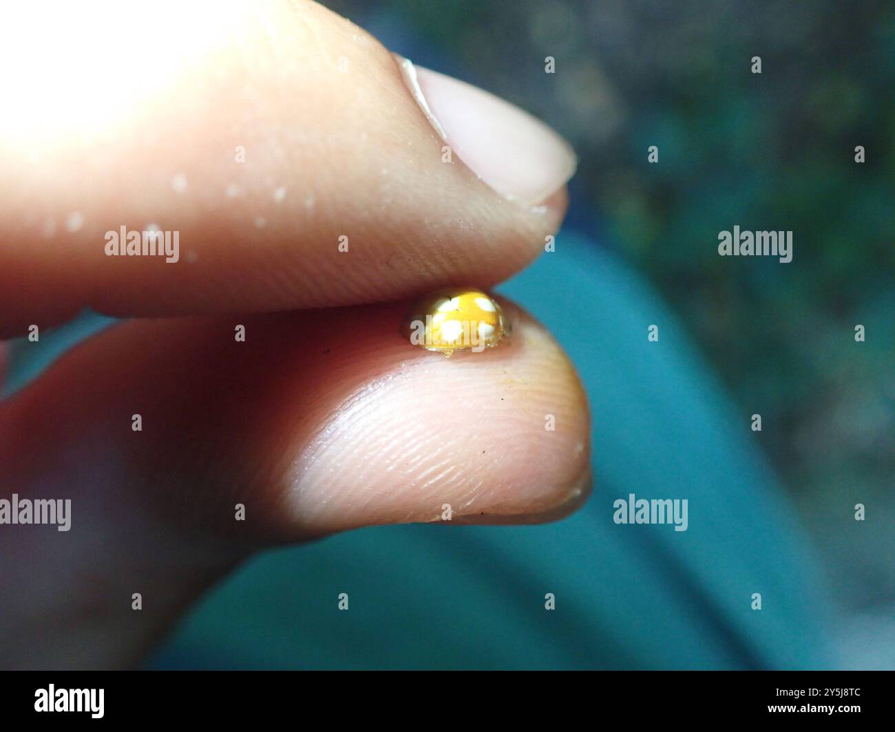 Little arboreal lady beetle hi-res stock photography and images - Alamy