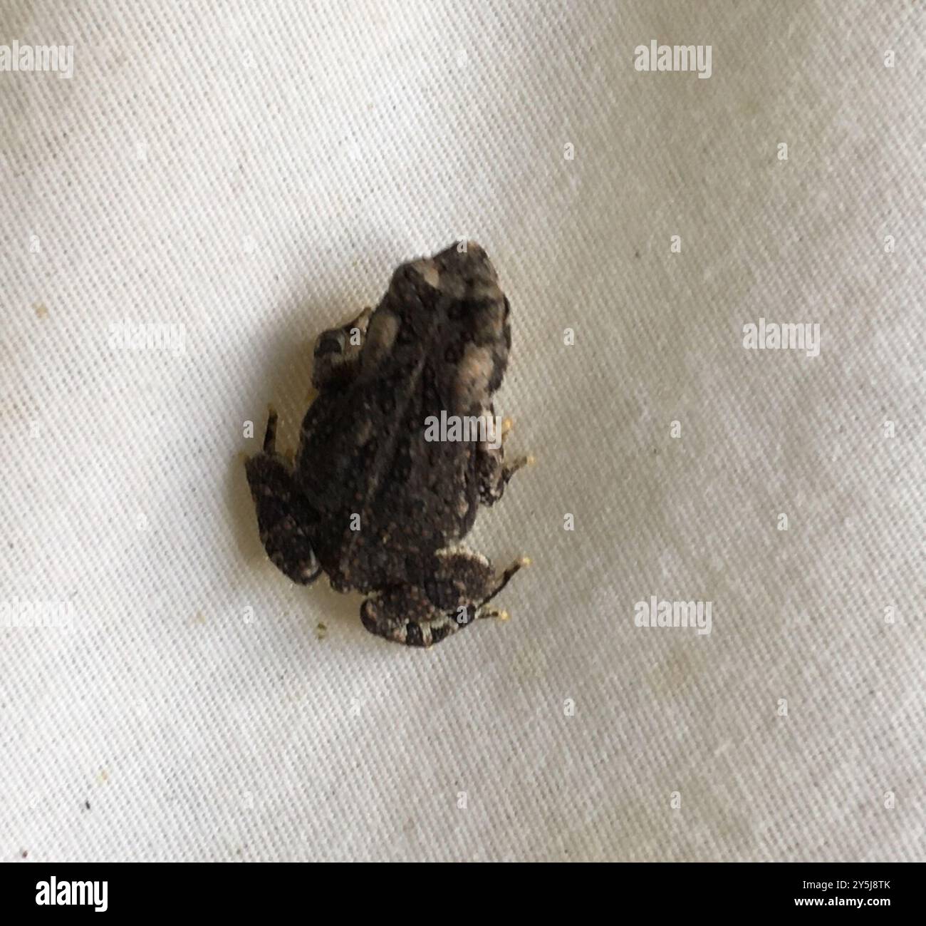 Fowler's Toad (Anaxyrus fowleri) Amphibia Stock Photo - Alamy