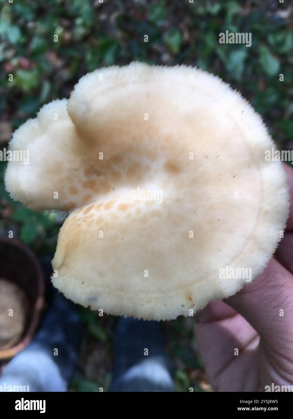 tuberous polypore (Polyporus tuberaster) Fungi Stock Photo - Alamy