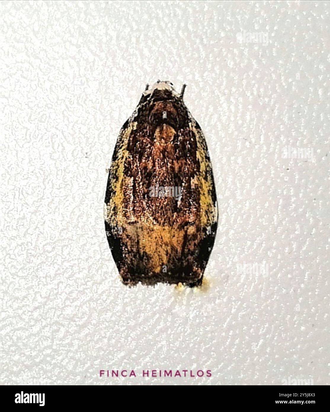 Flat-bodied moths (Depressariidae) Insecta Stock Photo - Alamy