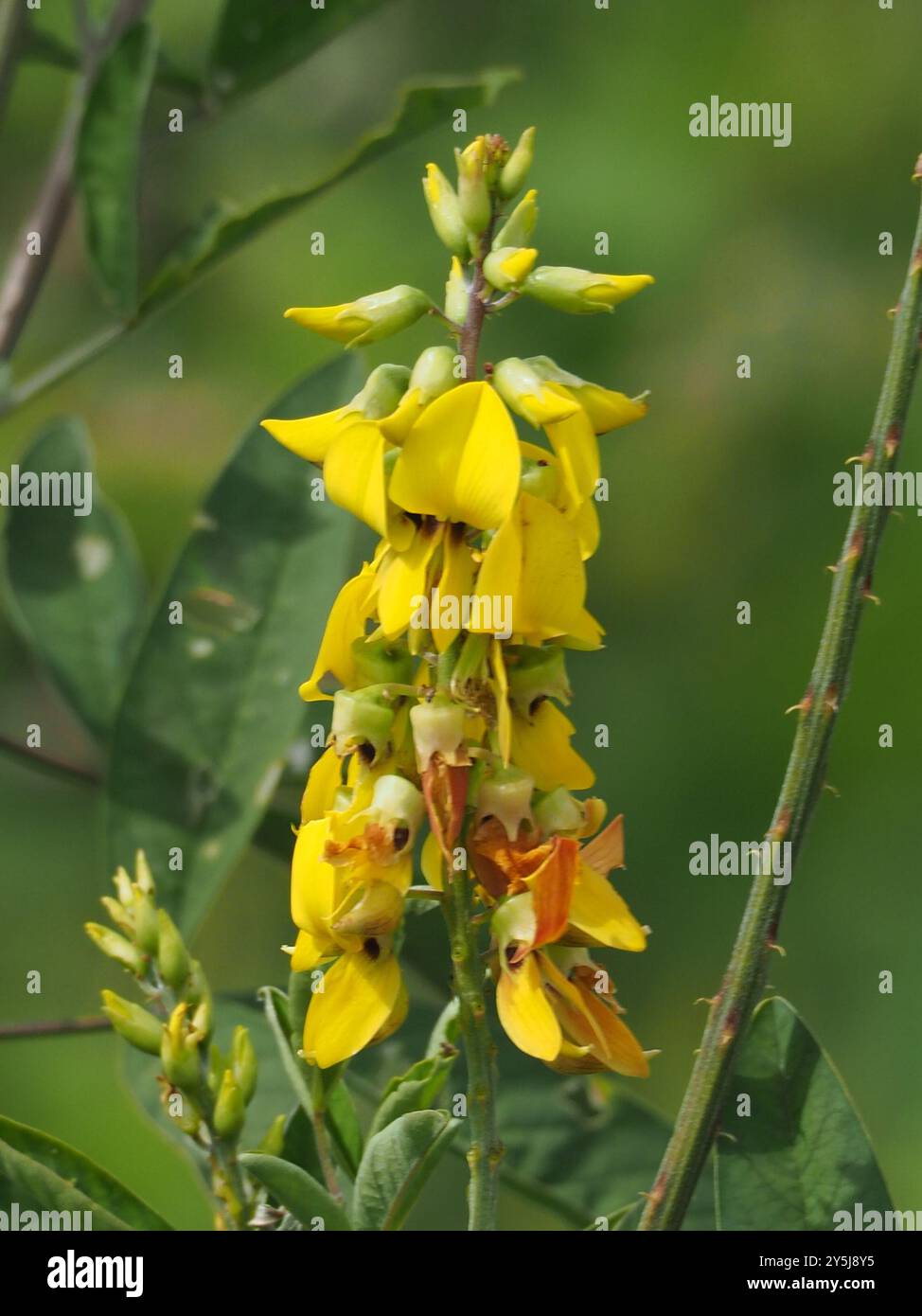 Streaked Rattlepod (Crotalaria pallida) Plantae Stock Photo - Alamy