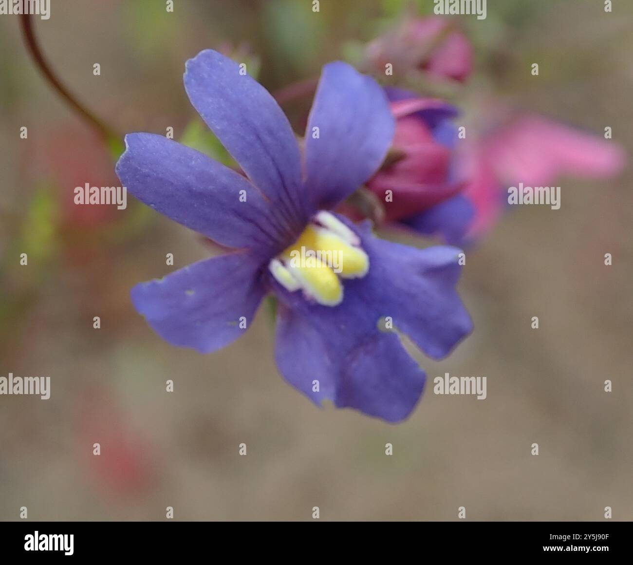 Common Lionface (Nemesia affinis) Plantae Stock Photo - Alamy