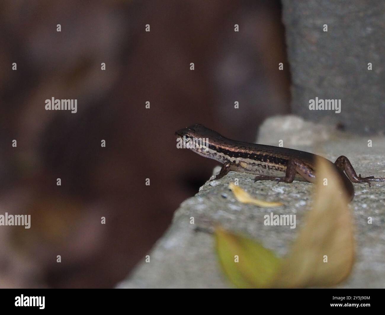 Indian Forest Skink (Sphenomorphus indicus) Reptilia Stock Photo - Alamy