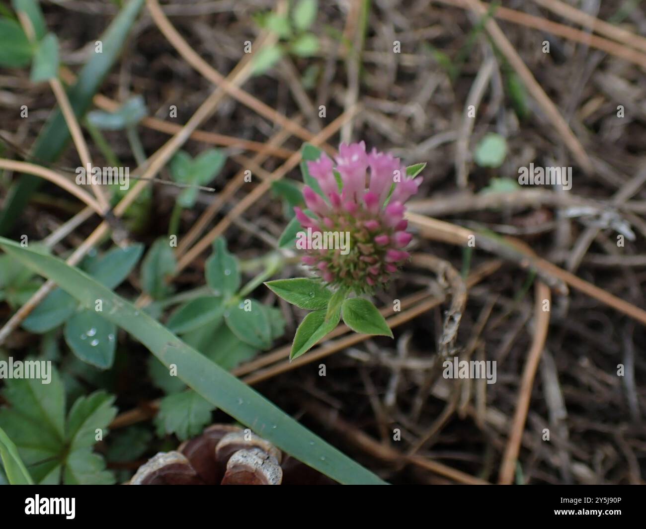 Red Clover (Trifolium pratense) Plantae Stock Photo - Alamy