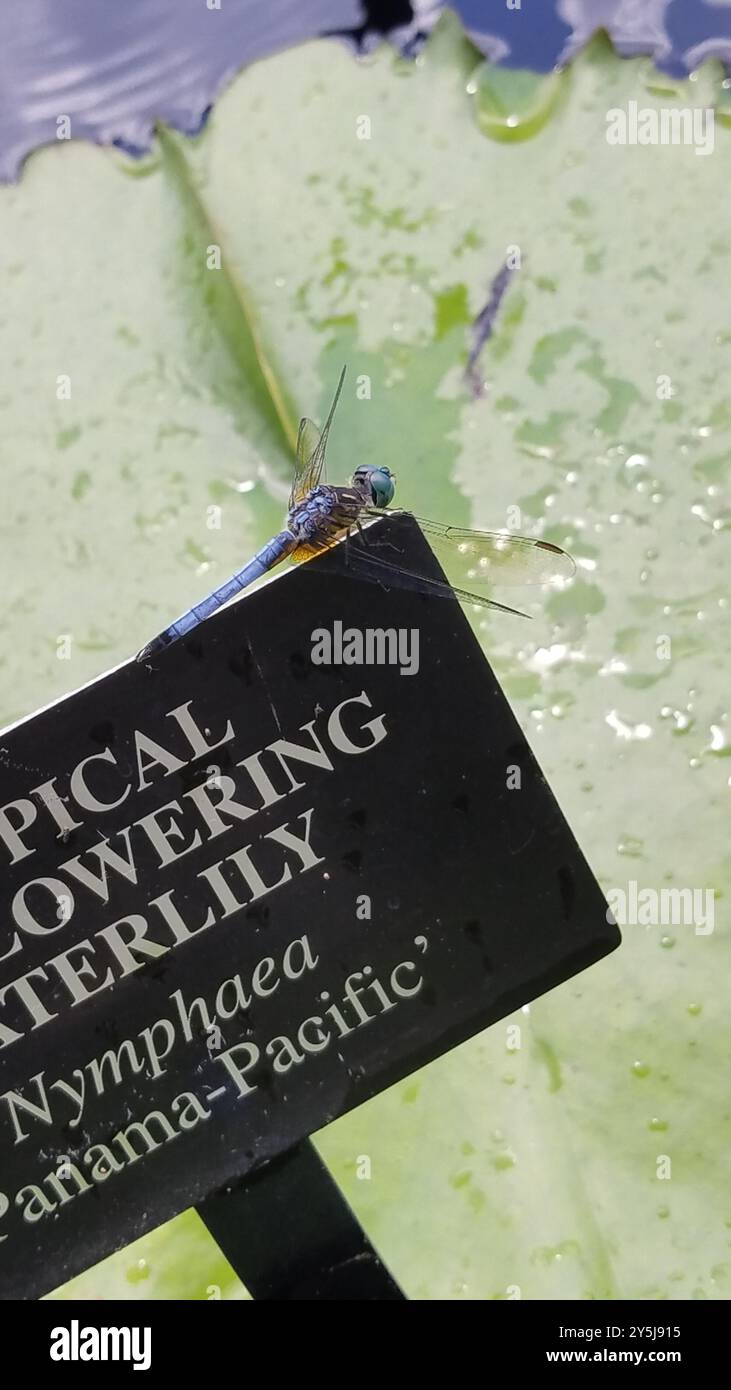 Blue Dasher (Pachydiplax longipennis) Insecta Stock Photo - Alamy