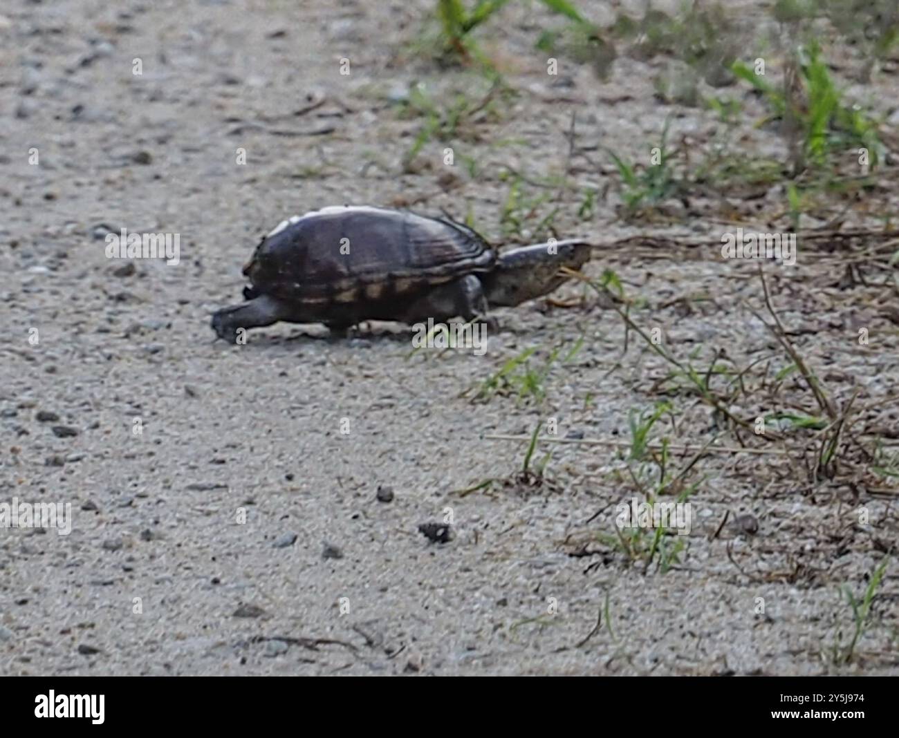 Eastern Mud Turtle (Kinosternon subrubrum) Reptilia Stock Photo - Alamy