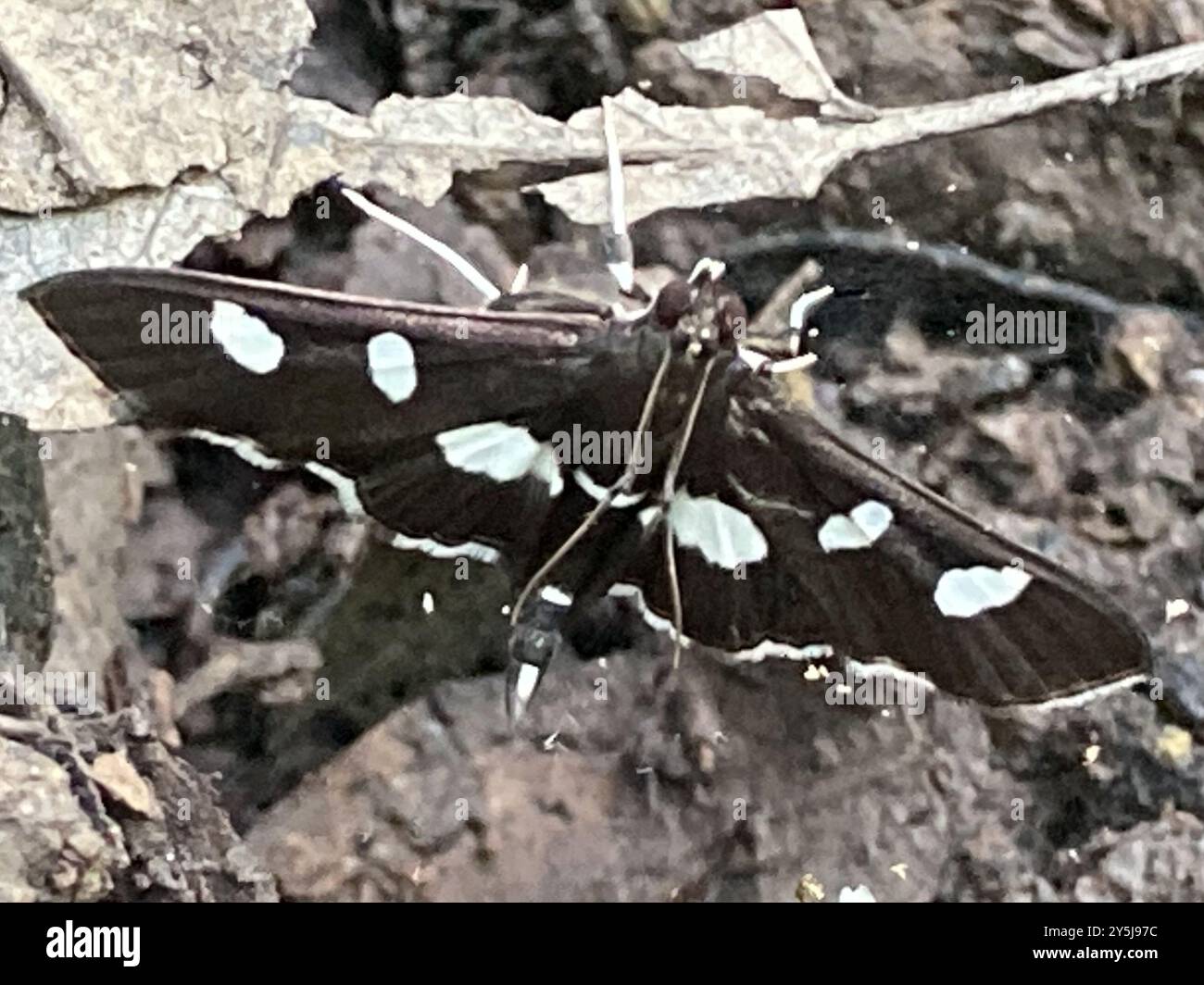Grape Leaffolder and Leafroller Moths (Desmia funeralis) Insecta Stock ...