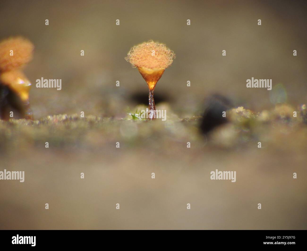 Push Pin Slime Mold (Hemitrichia calyculata) Protozoa Stock Photo - Alamy