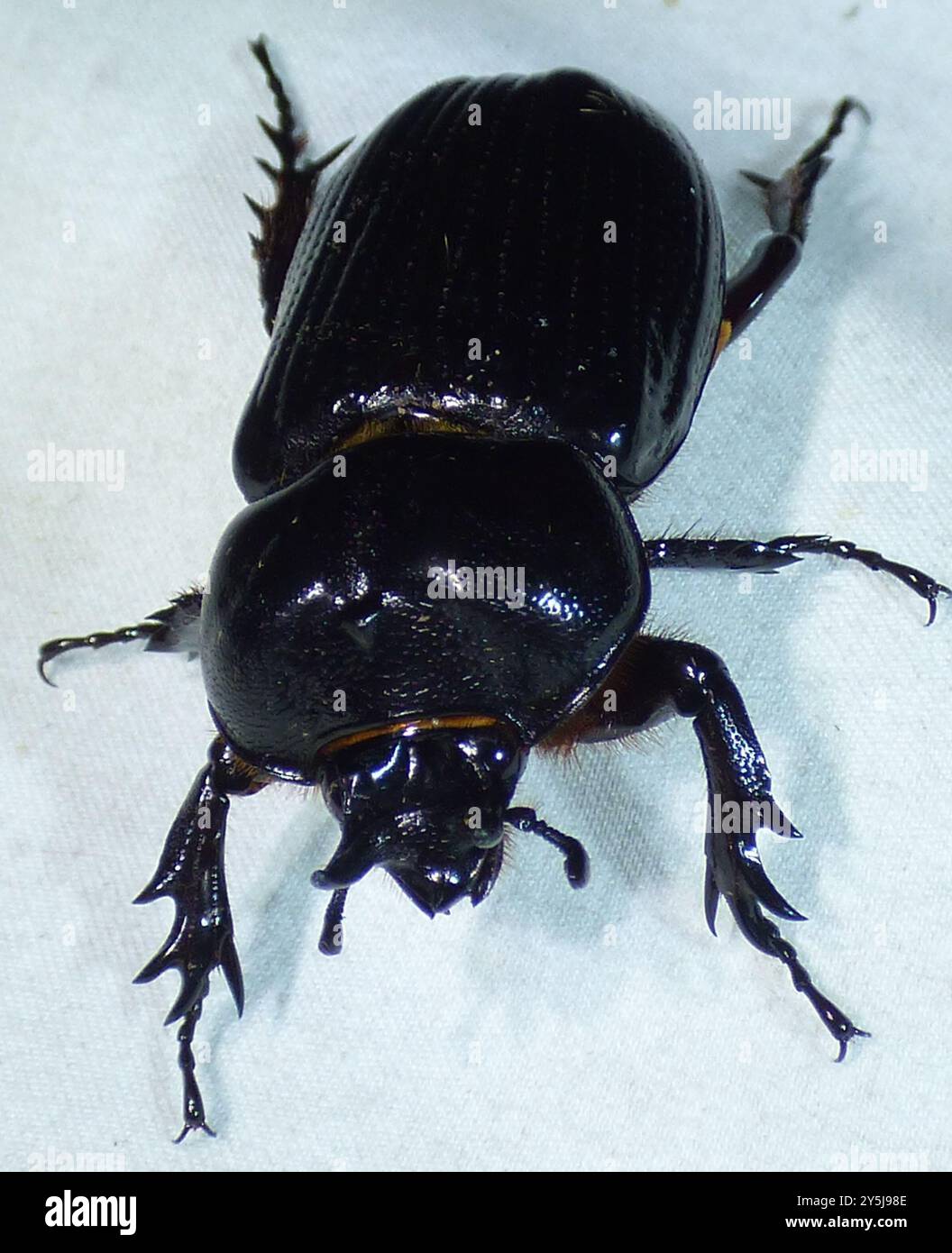 Triceratops Beetle (Phileurus truncatus) Insecta Stock Photo - Alamy