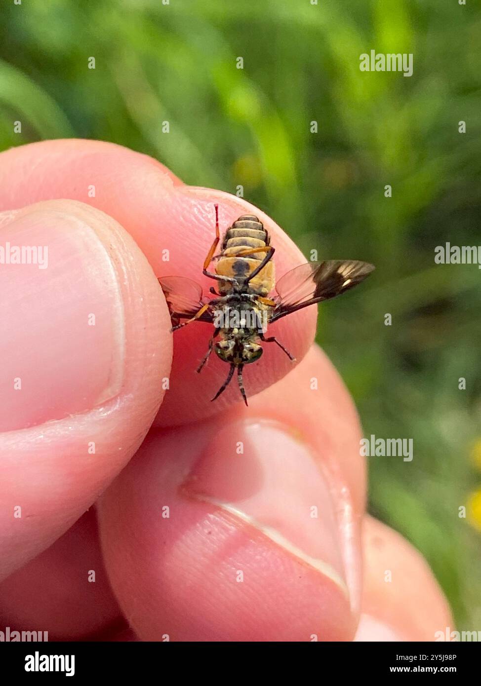 Twin-lobed Deer Fly (Chrysops relictus) Insecta Stock Photo - Alamy