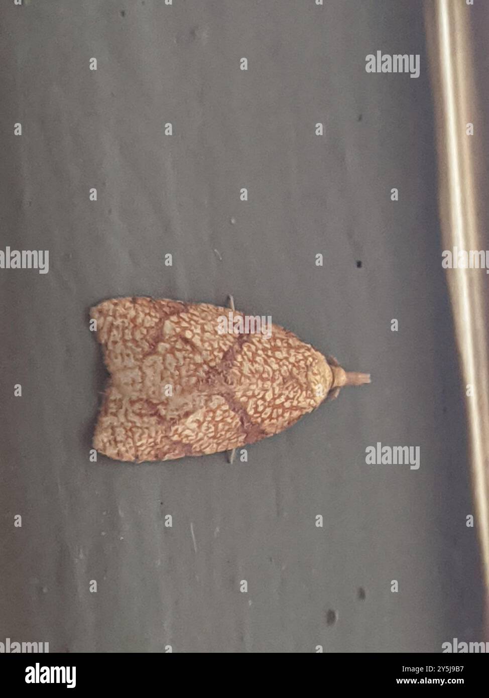 Reticulated Fruitworm Moth (Cenopis reticulatana) Insecta Stock Photo ...