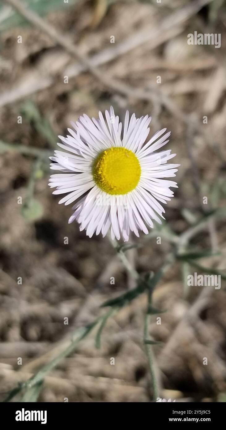 spreading fleabane (Erigeron divergens) Plantae Stock Photo - Alamy