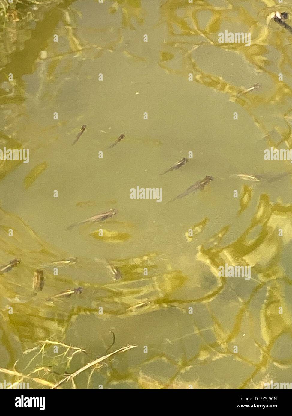 Western Mosquitofish (Gambusia affinis) Actinopterygii Stock Photo - Alamy